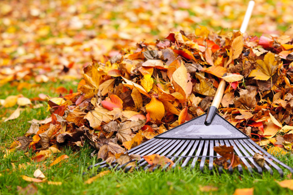 Safety Tips for Raking Leaves - Deeley Insurance Group